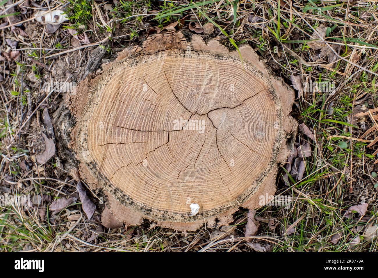 Cutted tree trunk wood texture ( natural background Stock Photo - Alamy