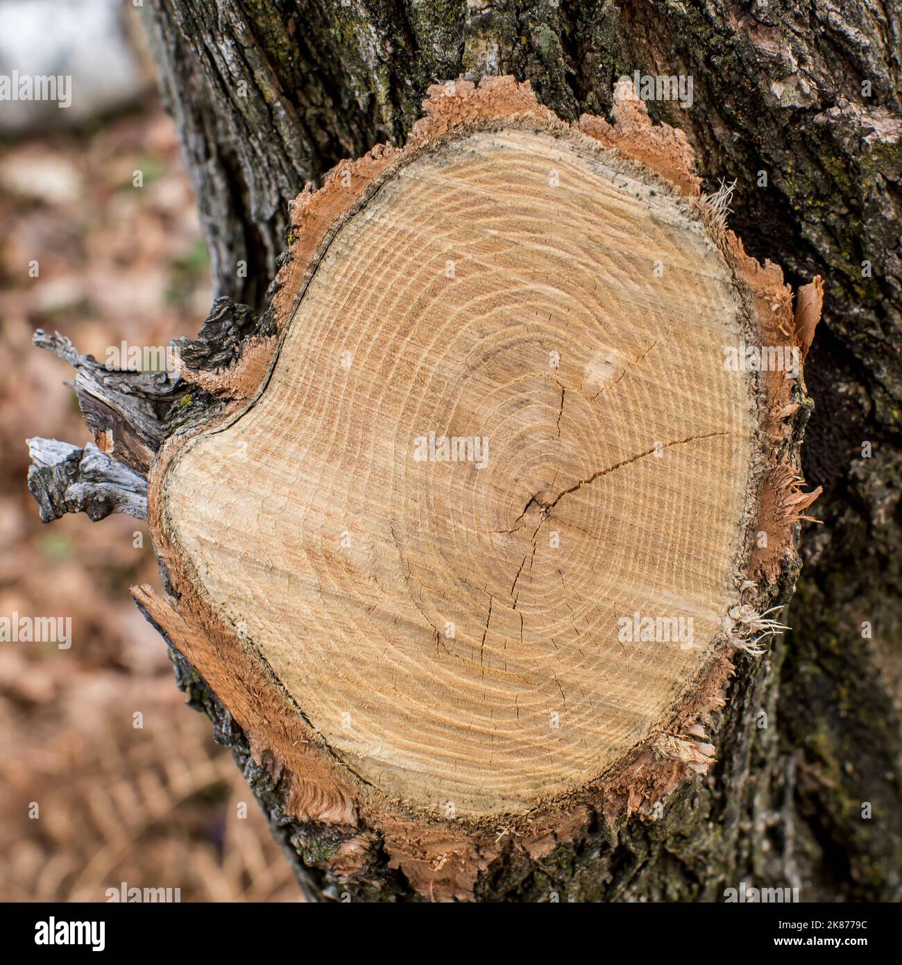 Cutted tree trunk wood texture ( natural background Stock Photo - Alamy