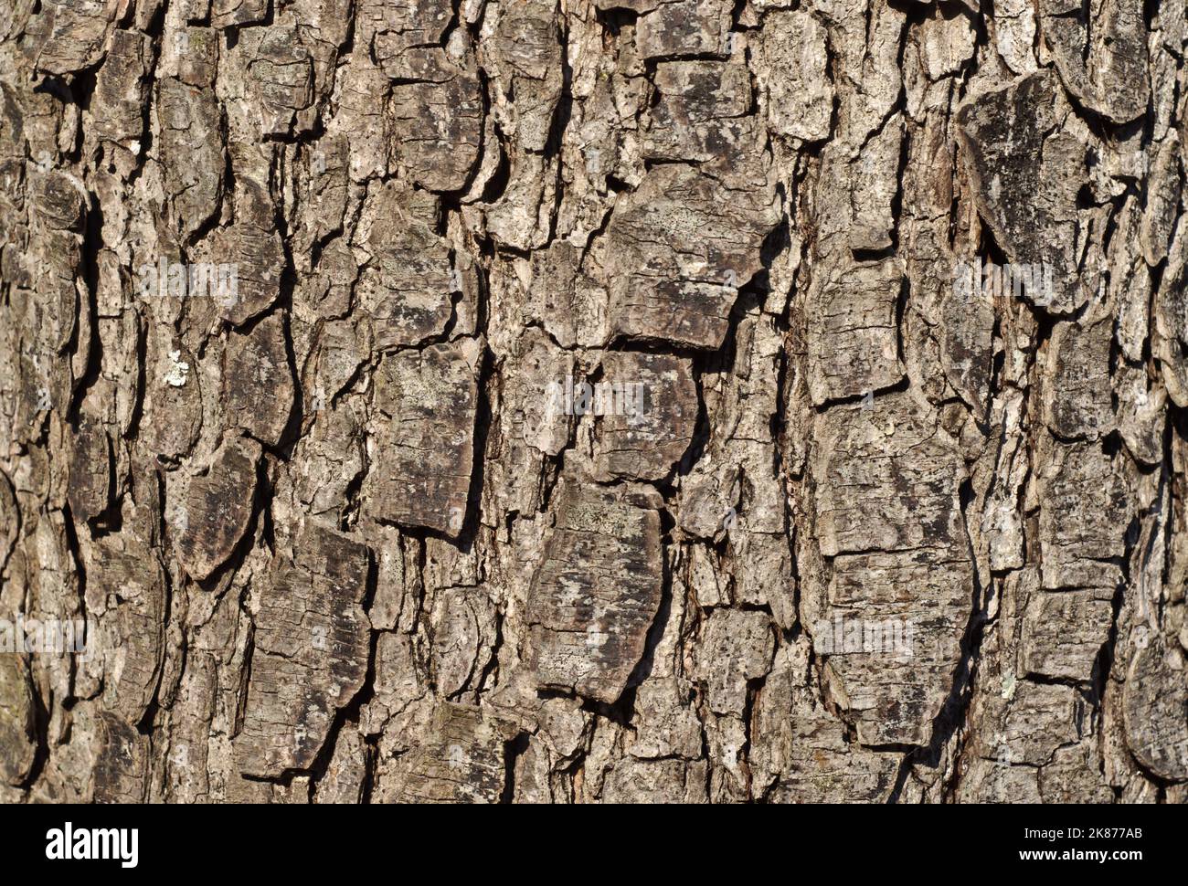 High quality bark closeup background and texture ( wood texture Stock ...
