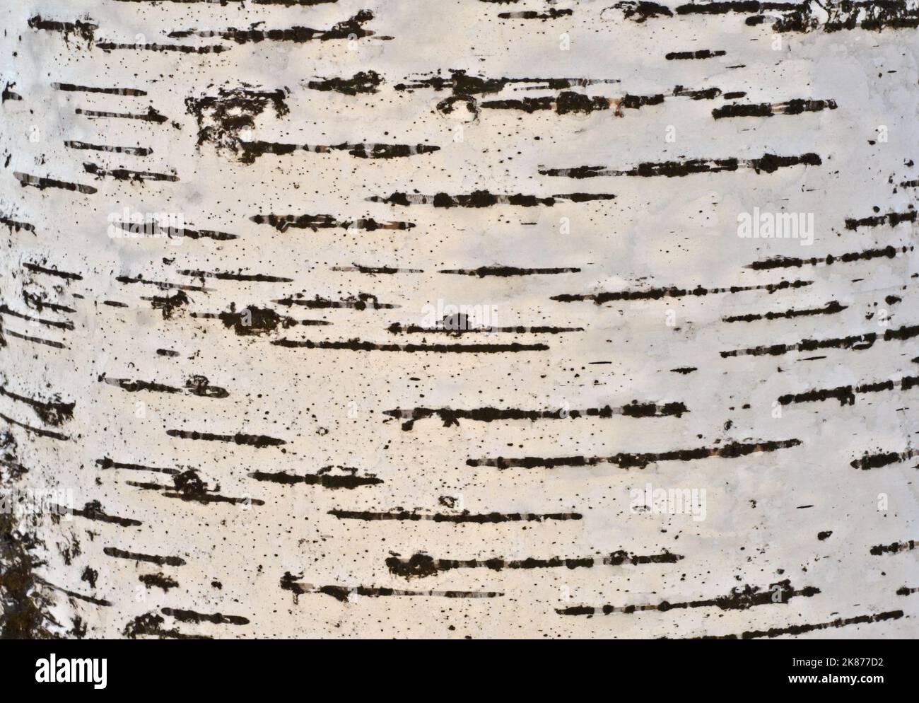 Bark detail - the surface of bark for texture or background Stock Photo ...