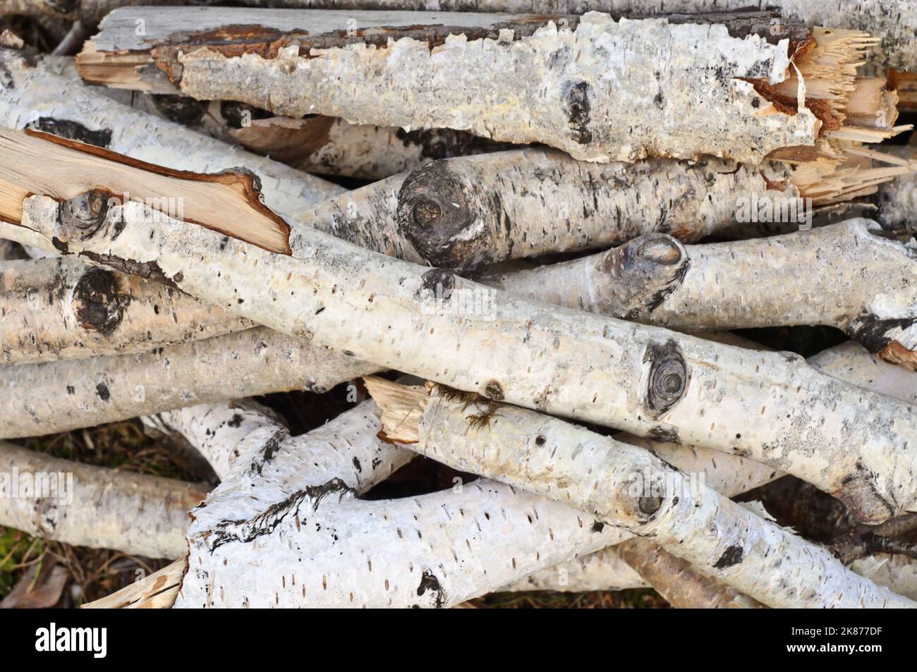 Broken birch branches Stock Photo - Alamy