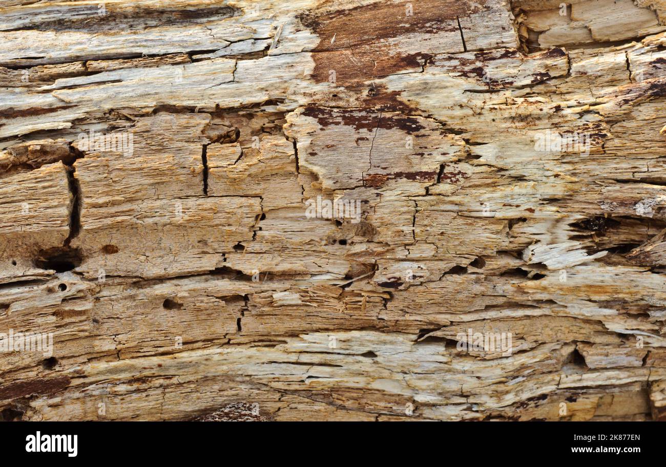 Rotten wood surface for texture or background Stock Photo - Alamy