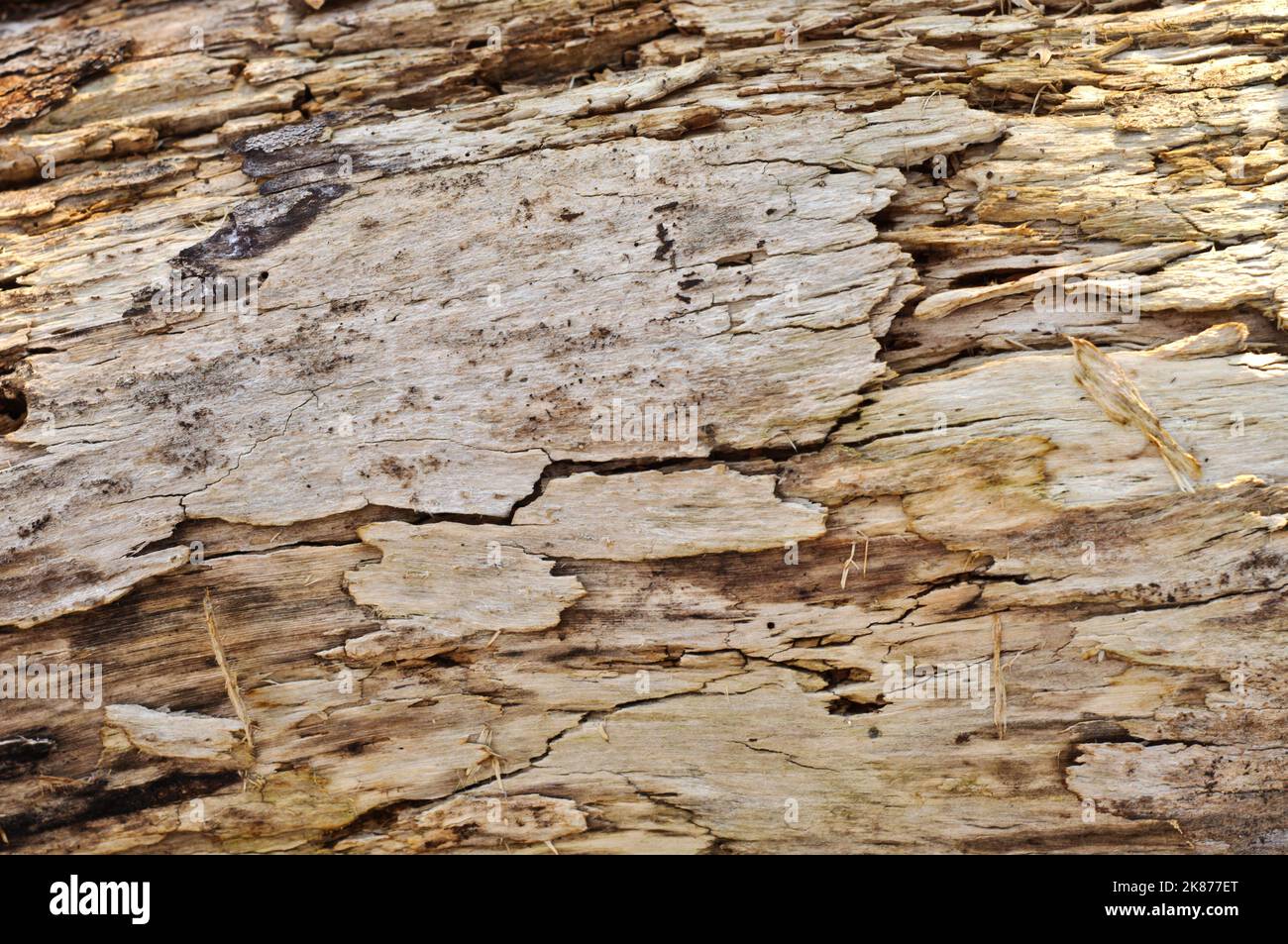 Rotten wood surface for texture or background Stock Photo - Alamy