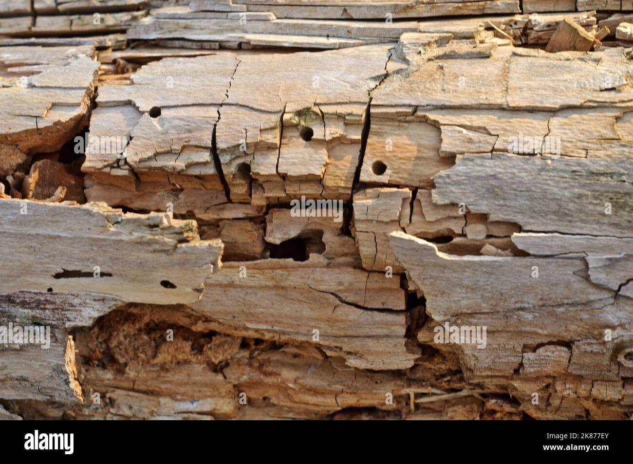 Rotten wood surface for texture or background Stock Photo - Alamy