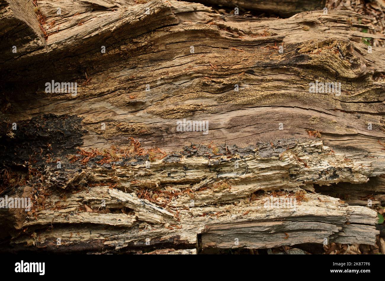 Rotten wood surface for texture or background Stock Photo - Alamy