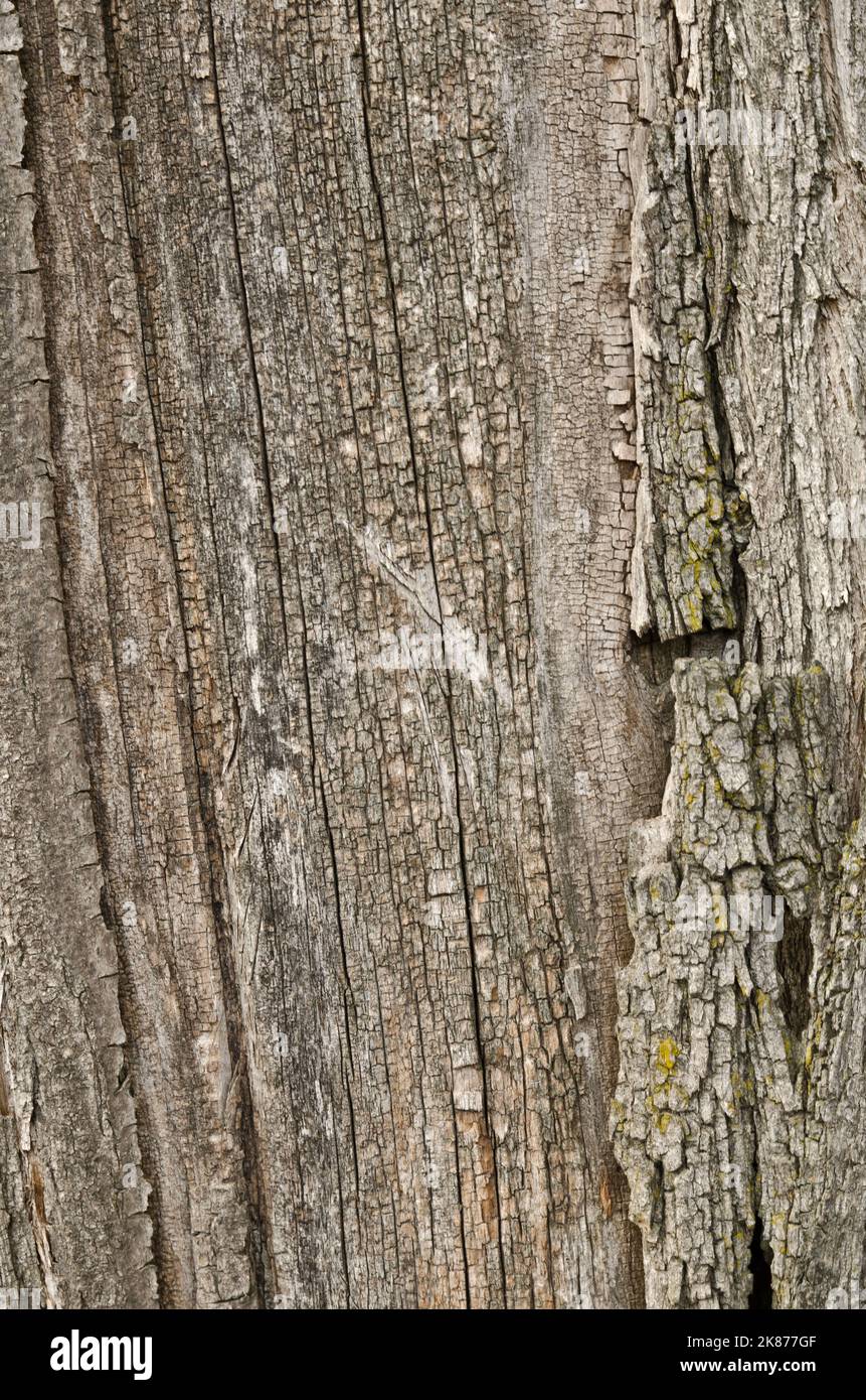 Rotten wood surface for texture or background Stock Photo - Alamy