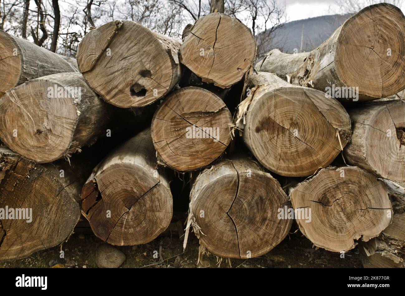Sectioned tree trunks Stock Photo - Alamy