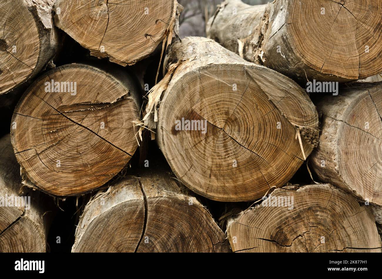 Sectioned tree trunks Stock Photo - Alamy