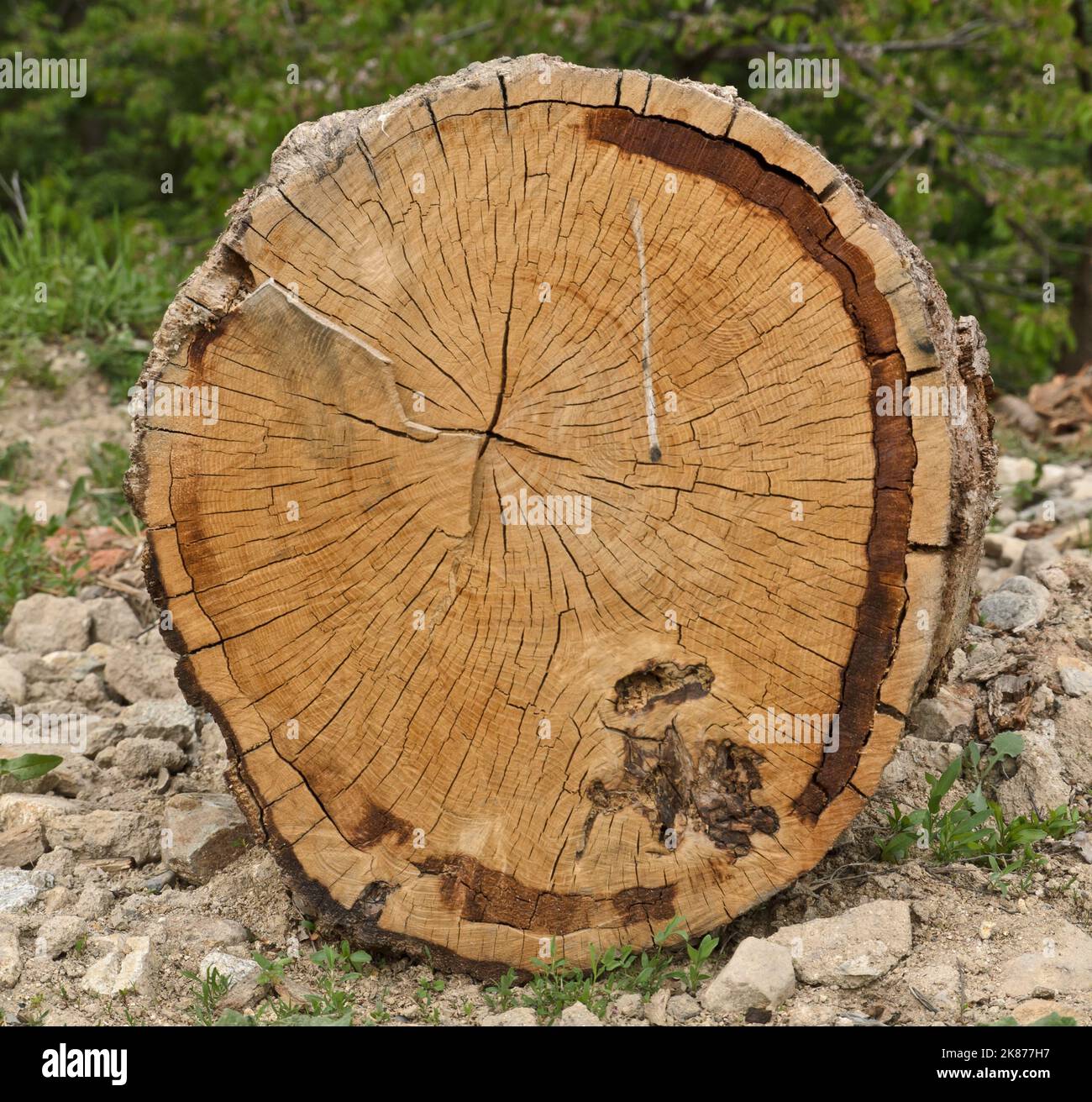 Sectioned tree trunks Stock Photo - Alamy