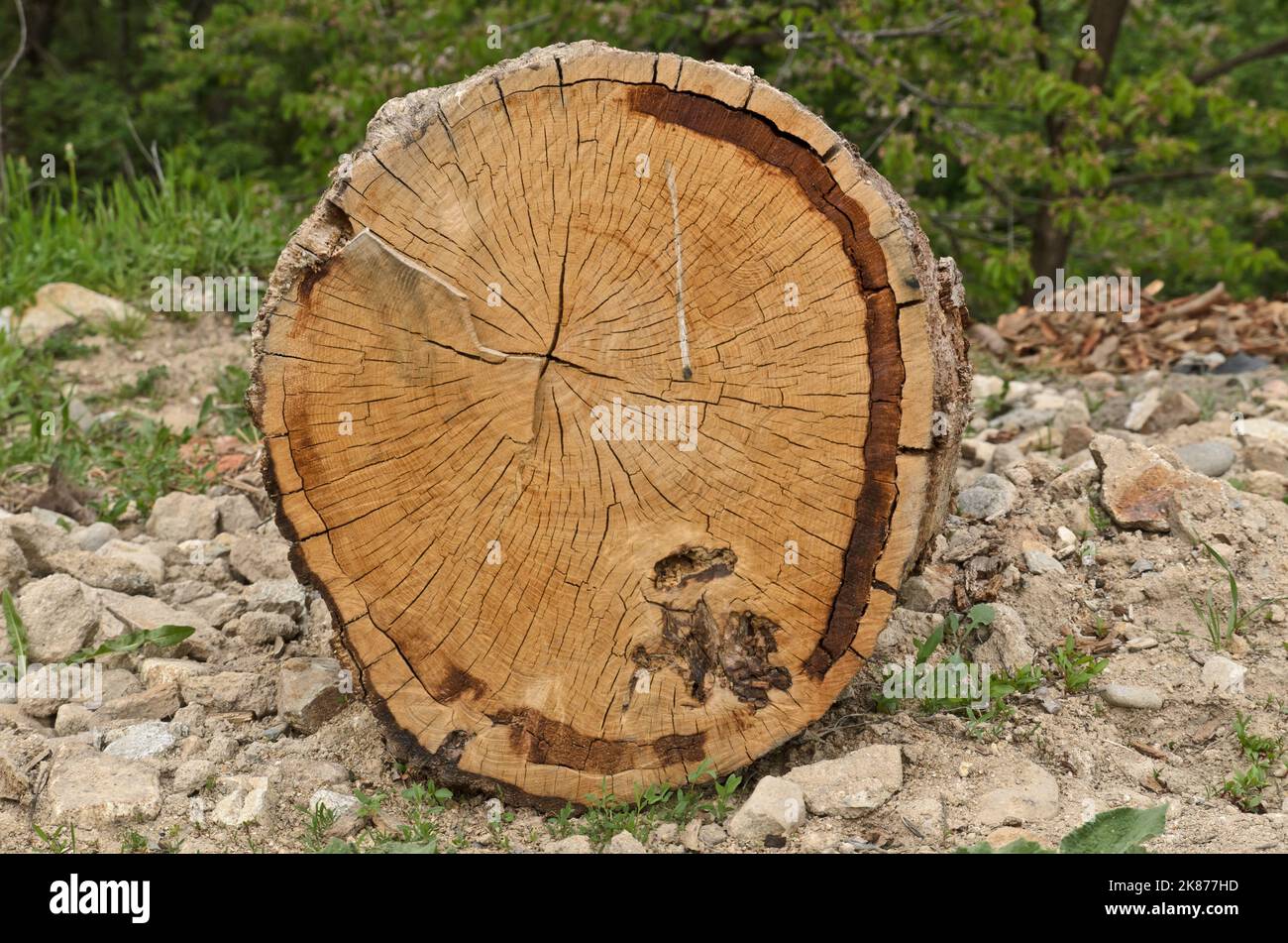 Sectioned tree trunks Stock Photo - Alamy