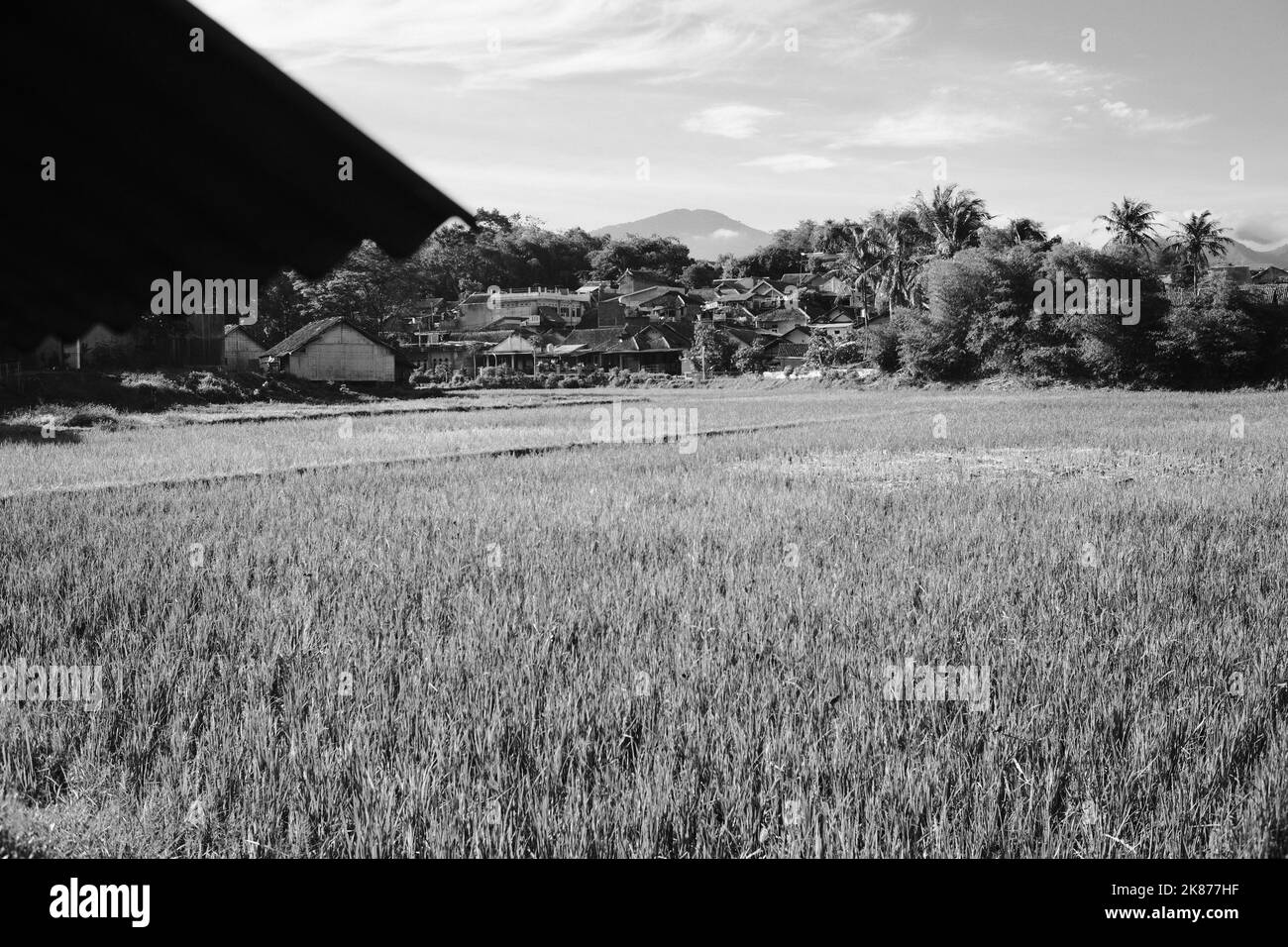 Monochrome photos, black and white photos of the beauty of rice fields ...