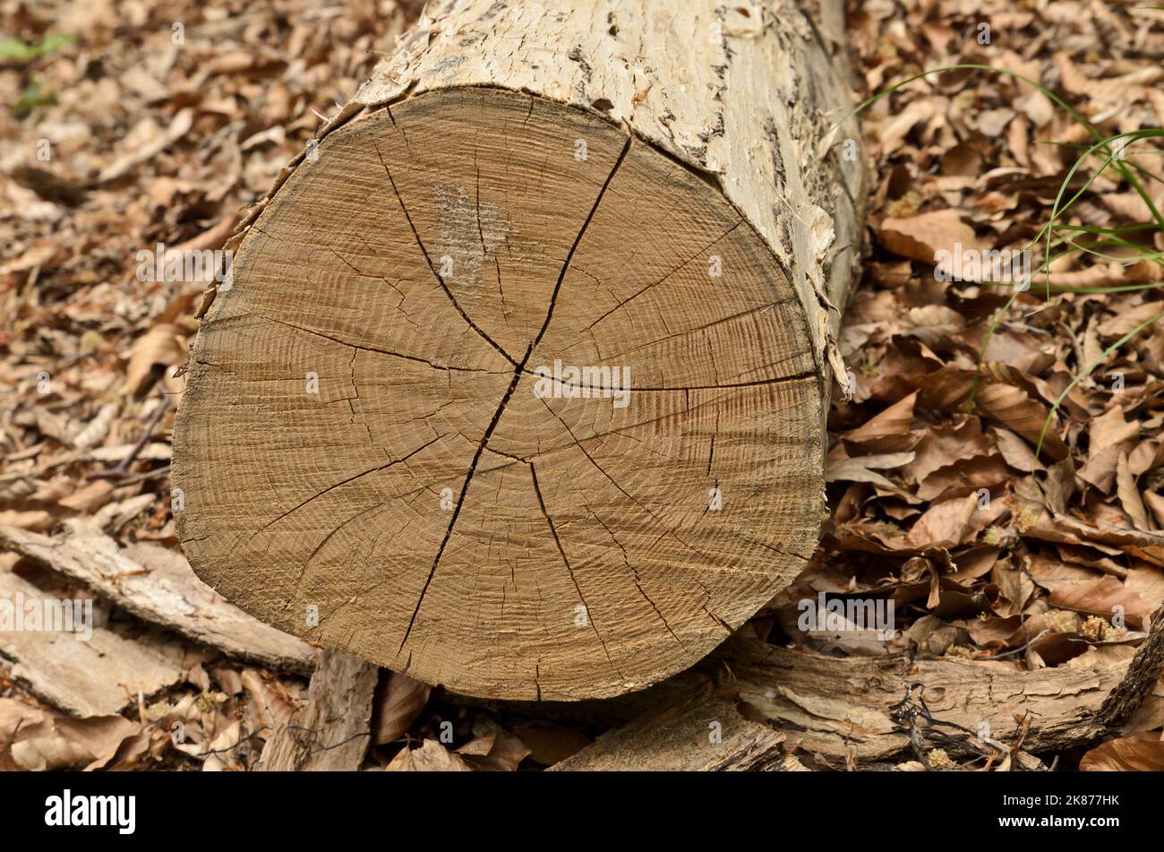 Sectioned tree trunks Stock Photo - Alamy