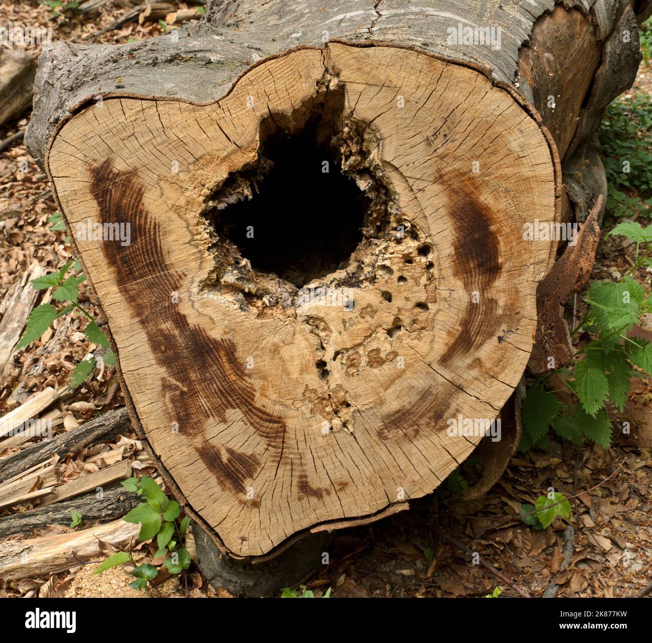 Sectioned tree trunks Stock Photo - Alamy