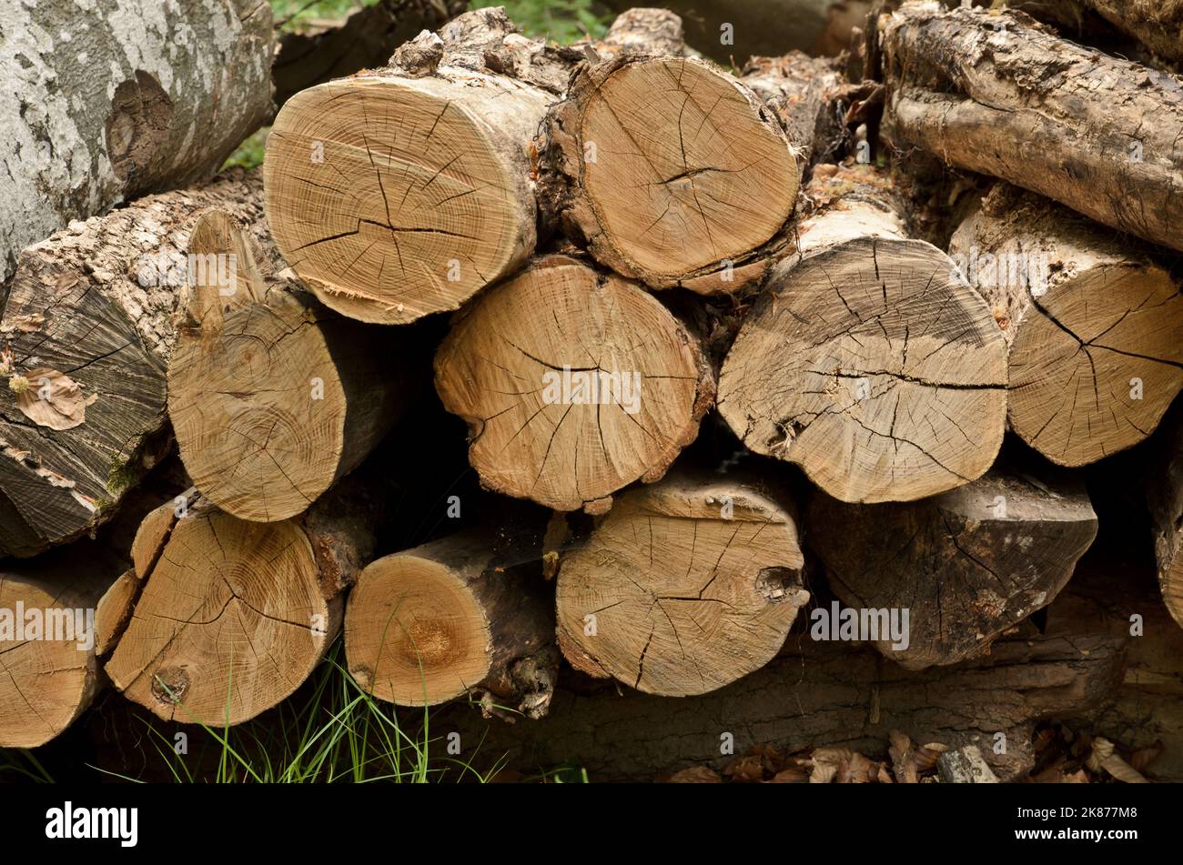 Sectioned tree trunks Stock Photo - Alamy