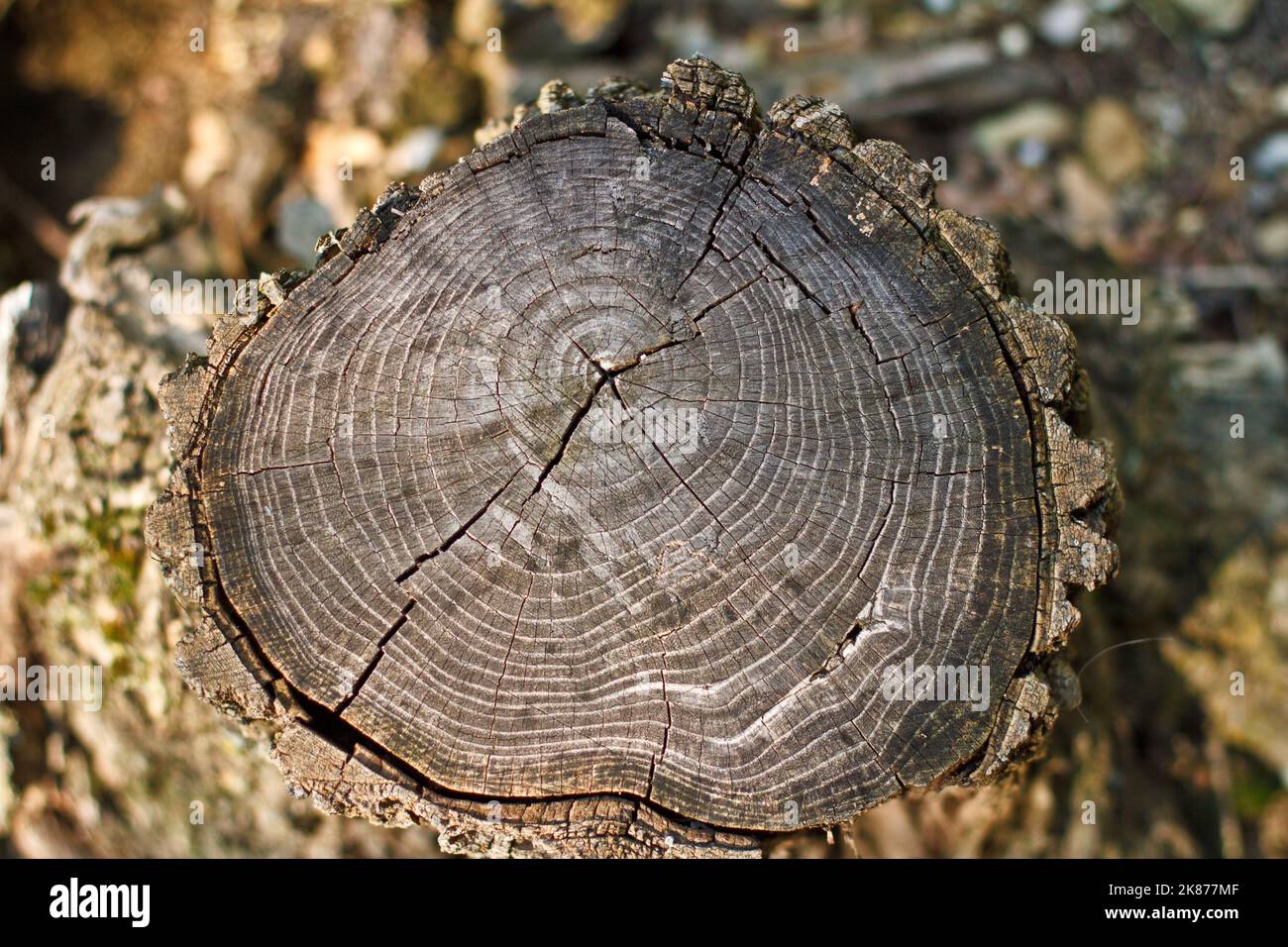 Sectioned tree trunks Stock Photo - Alamy