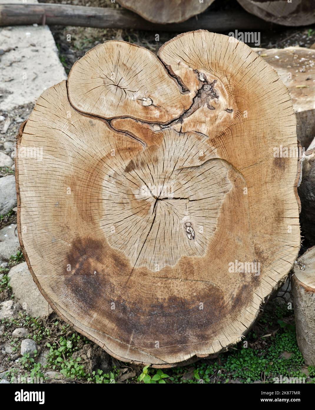 Sectioned tree trunks Stock Photo - Alamy