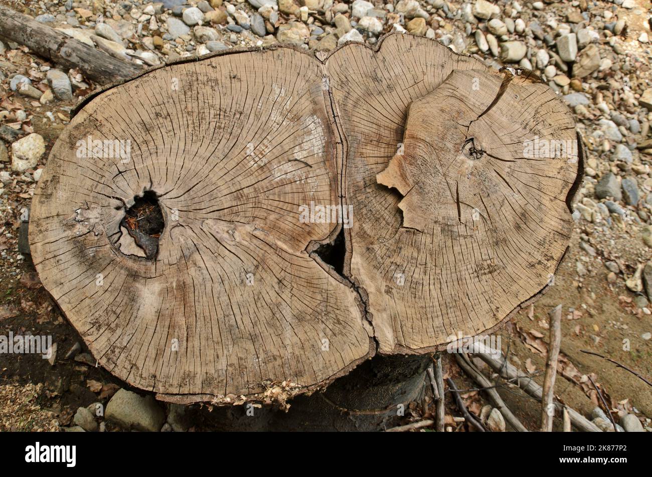 Sectioned tree trunks Stock Photo - Alamy
