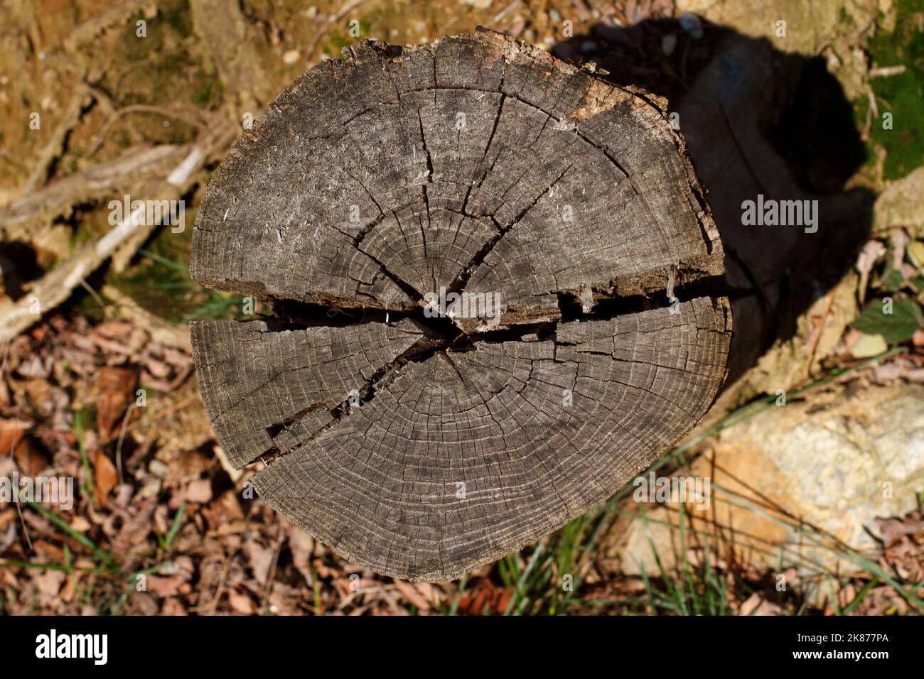 Sectioned tree trunks Stock Photo - Alamy