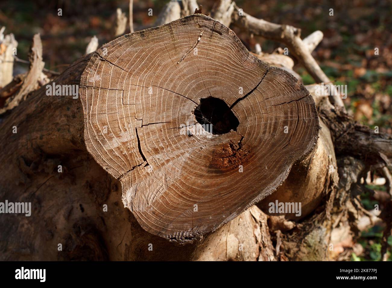 Sectioned tree trunks Stock Photo - Alamy