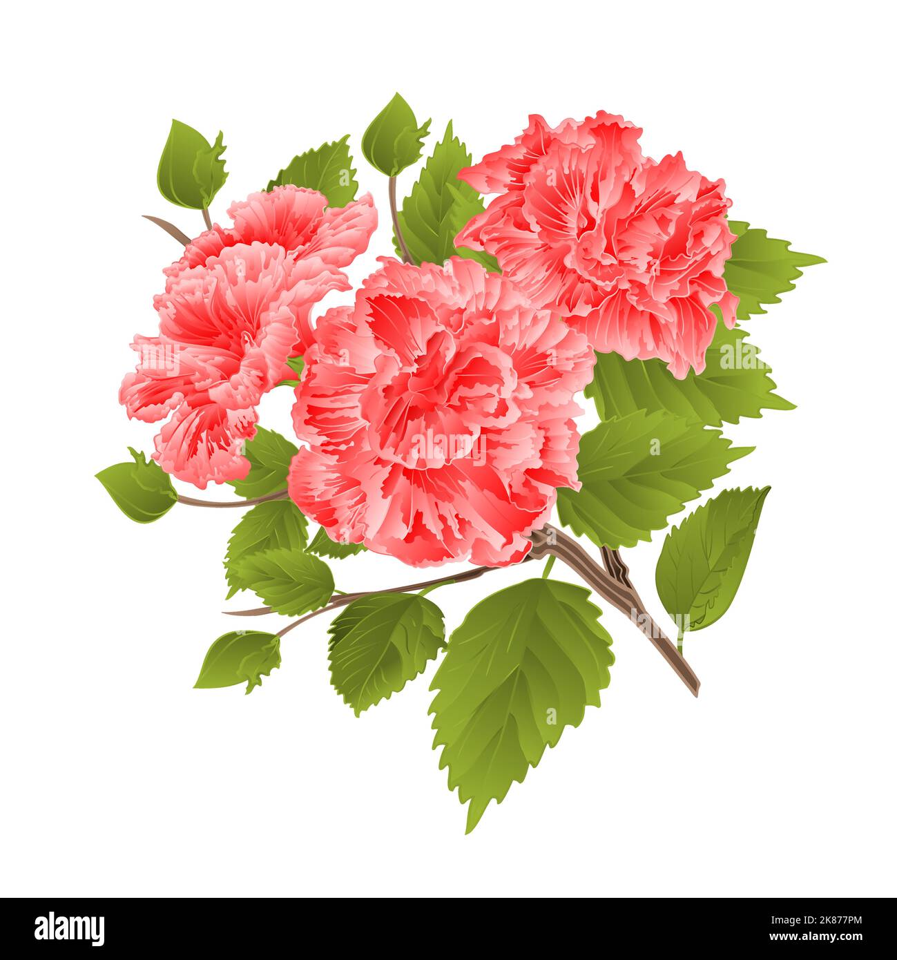 Pink hibiscus Stock Vector Images - Alamy