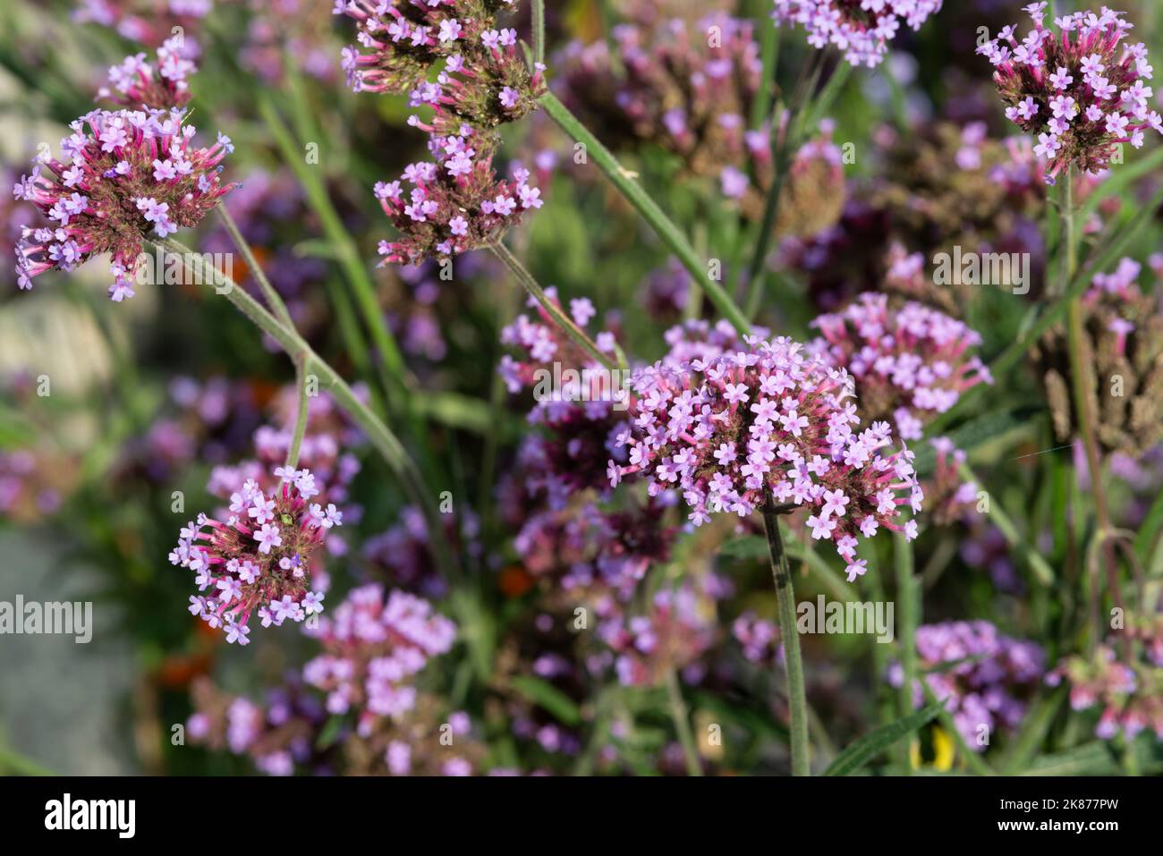 Verbena Bonariensis Lollipop Flowers Stock Photo - Alamy
