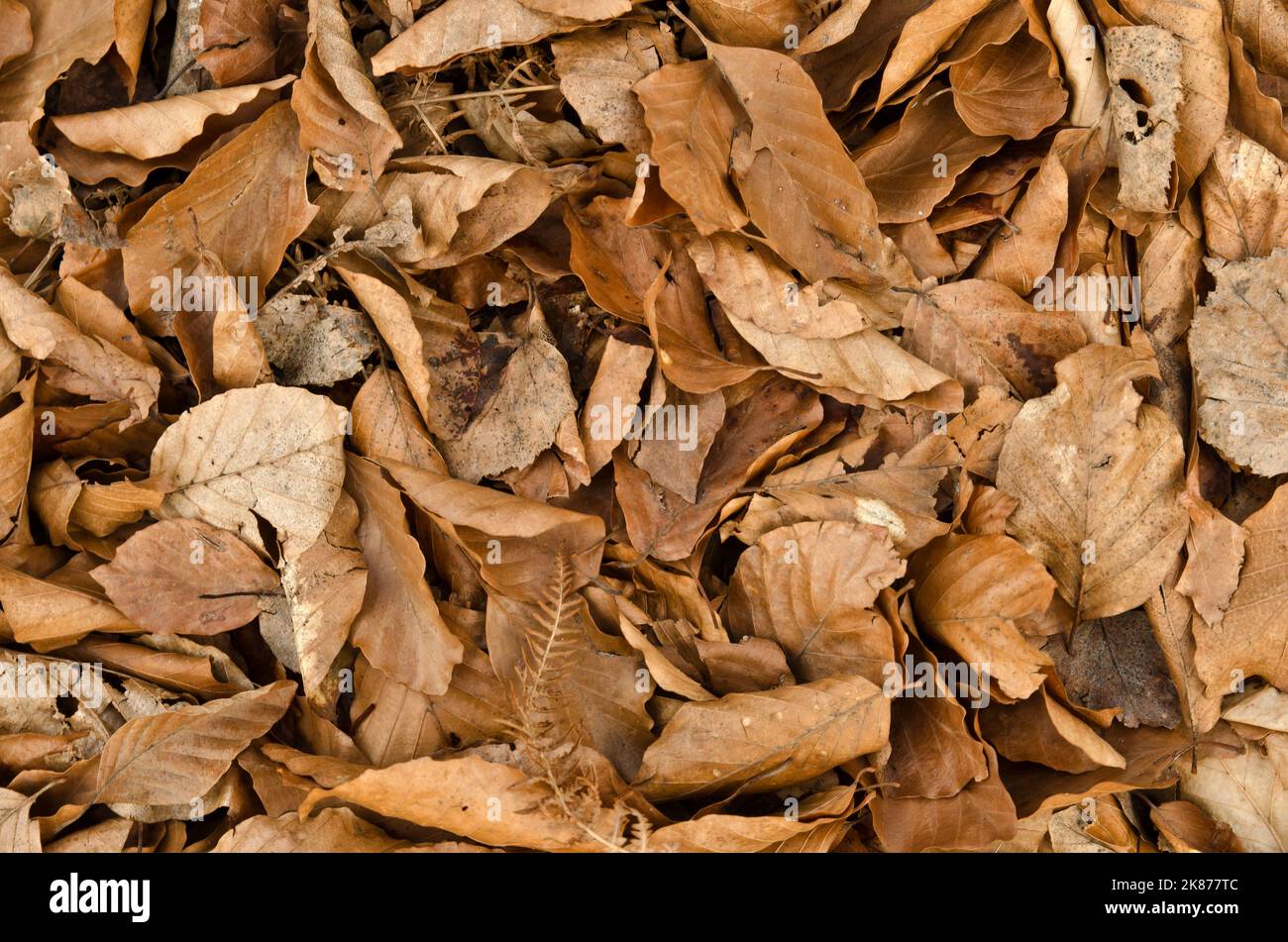 Autumn leaves background Stock Photo - Alamy