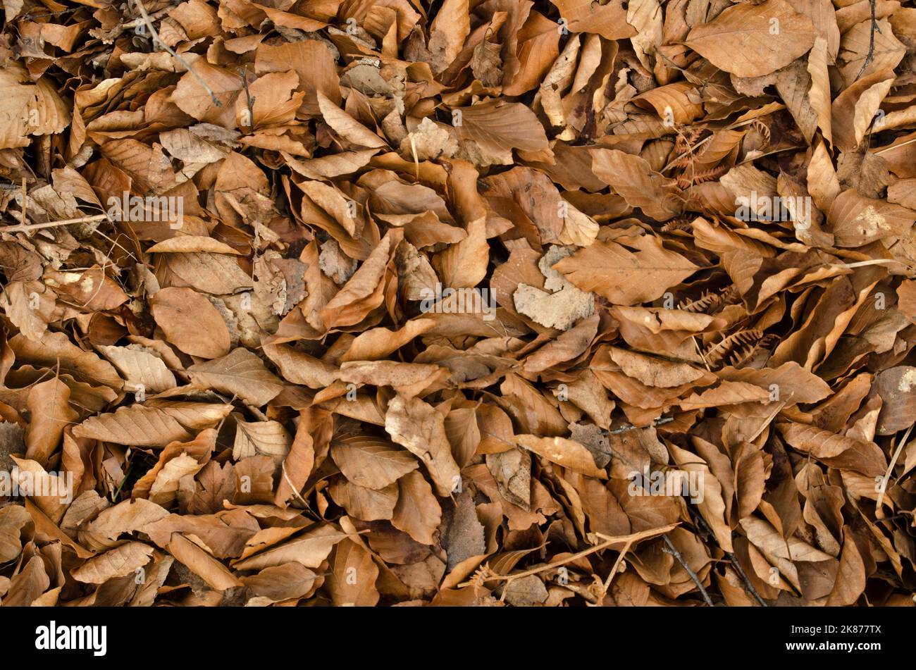 Autumn leaves background Stock Photo - Alamy