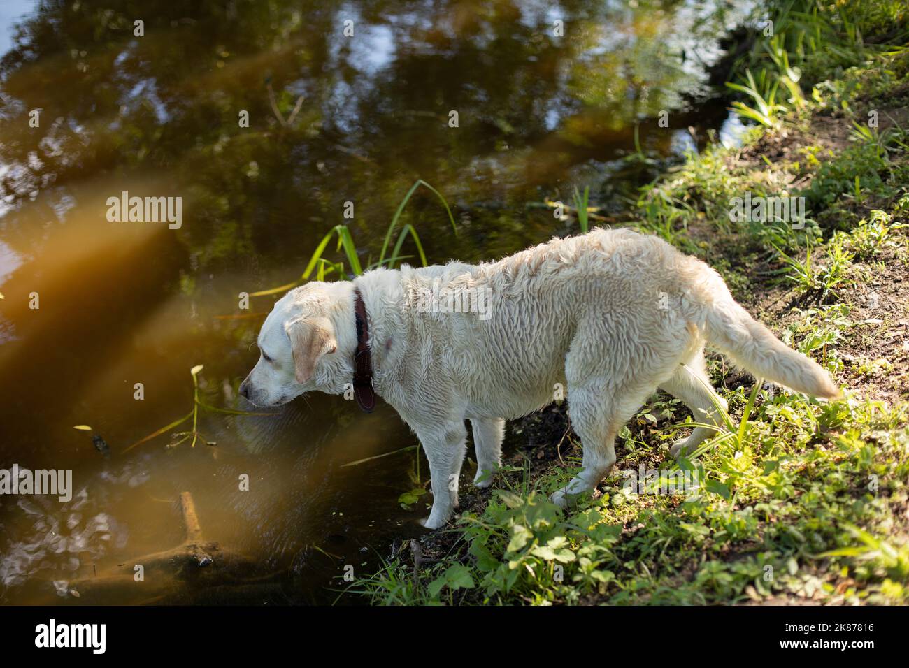 Labrador descends into water. Labrador in summer on lake. Dog in park ...