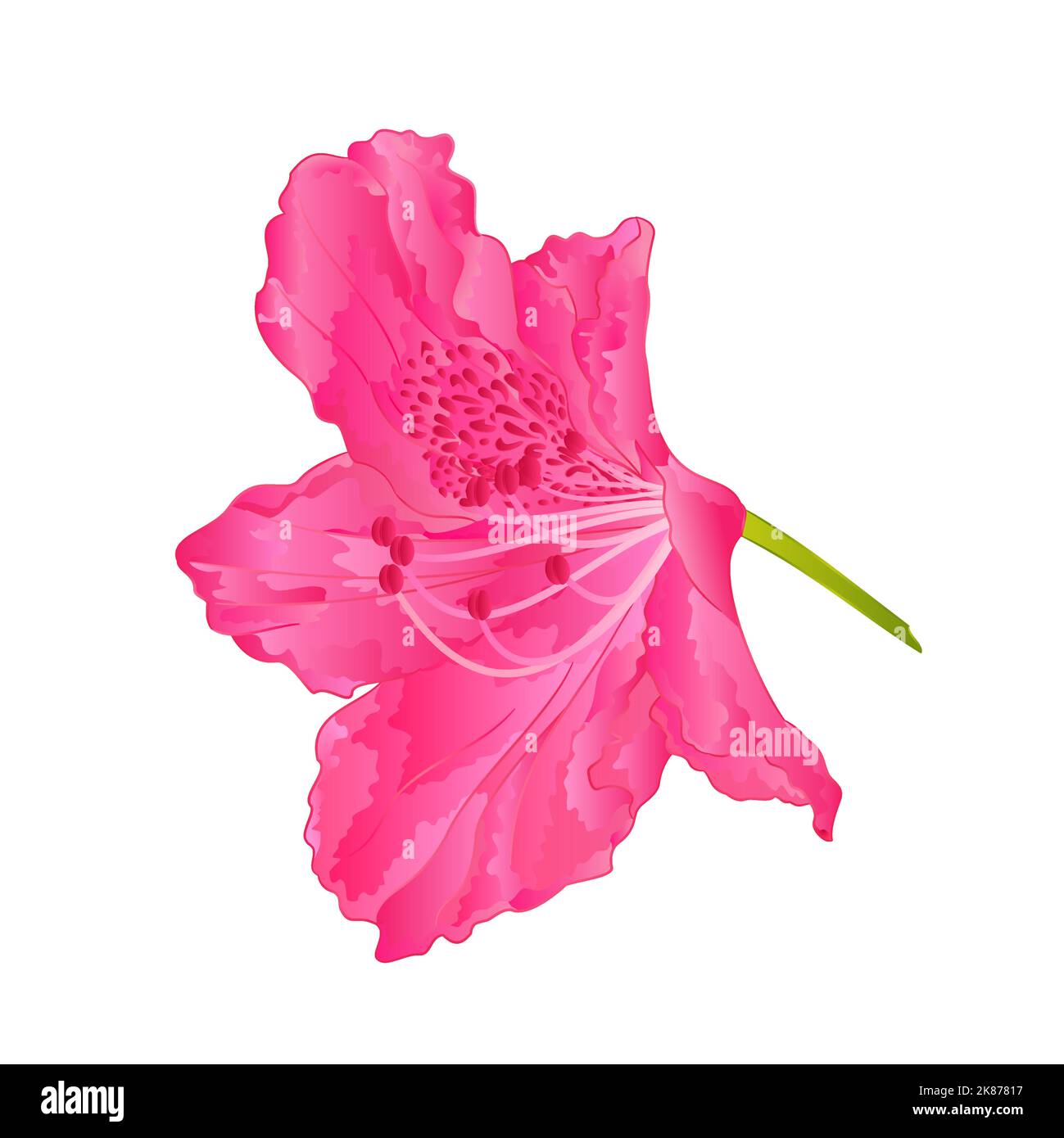 Blossoms pink rhododendron nine Mountain shrub vector illustration ...