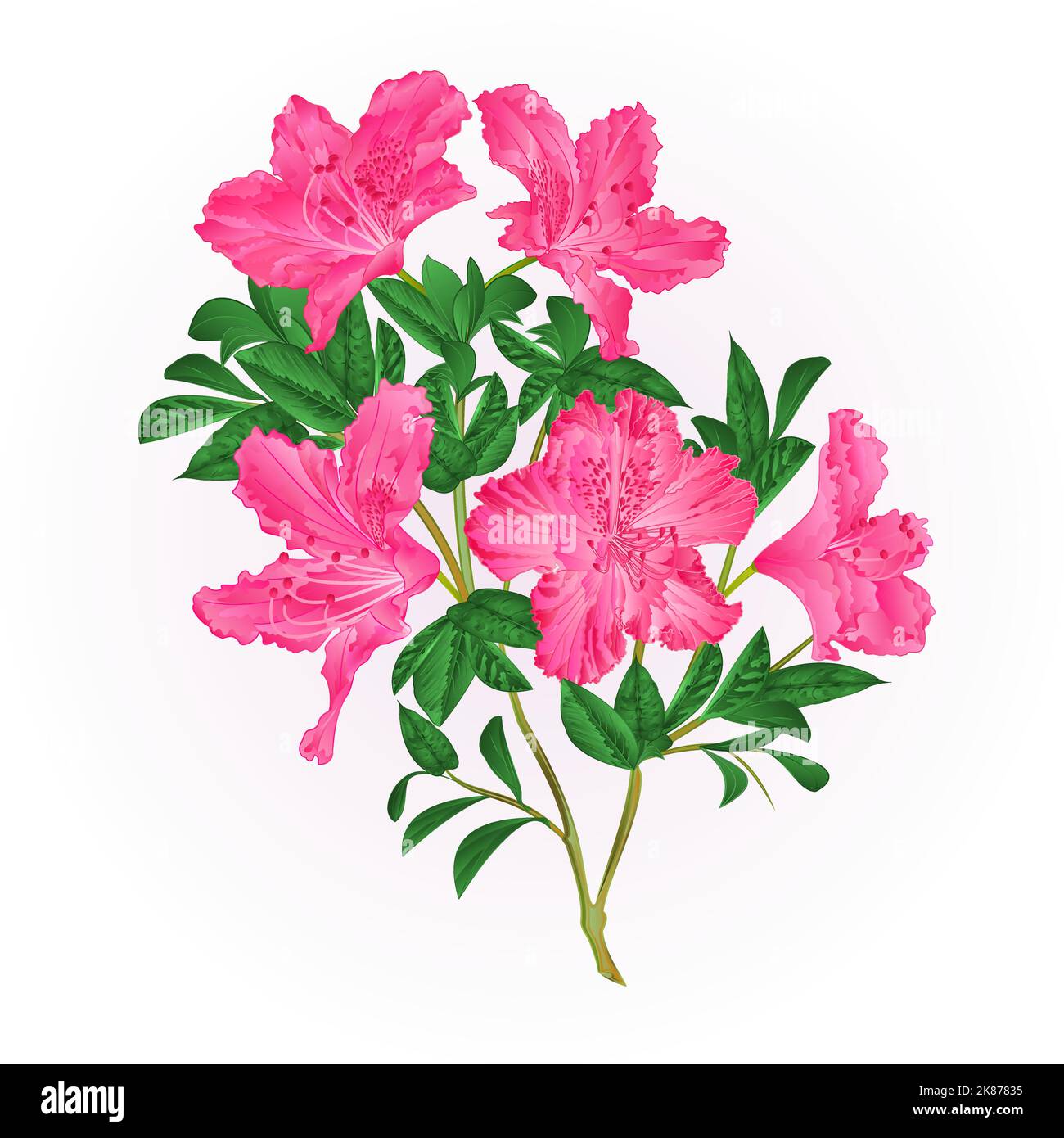 Rhododendron flowers Stock Vector Images - Alamy