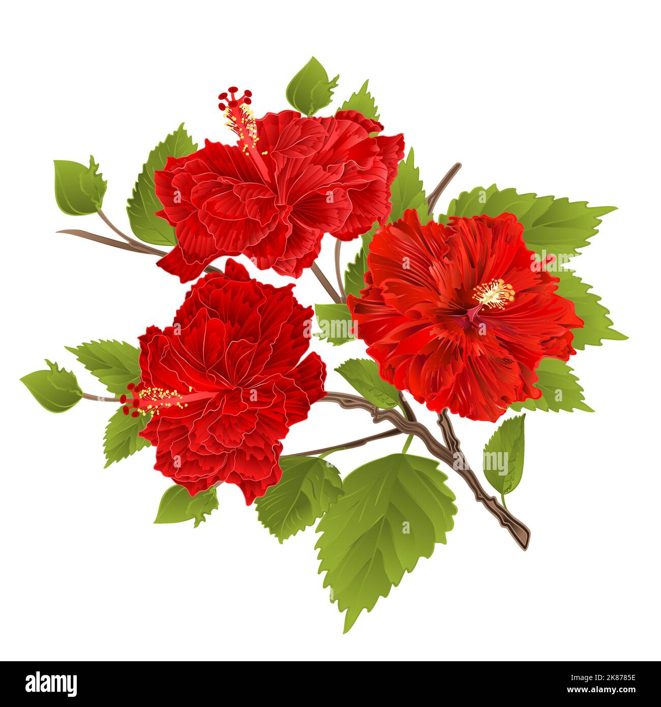 Branch red hibiscus tropical flowers on a white background vintage hand ...