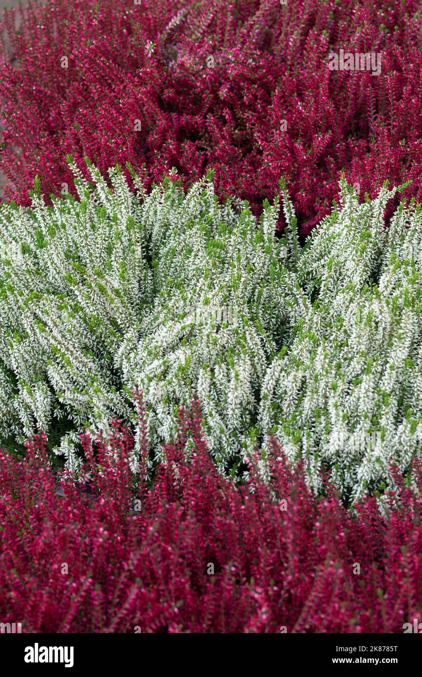 Erica red flower hi-res stock photography and images - Alamy