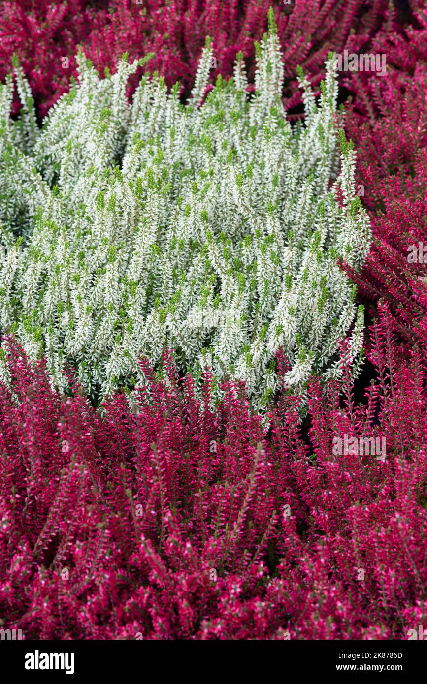 Erica ericaceae hi-res stock photography and images - Alamy