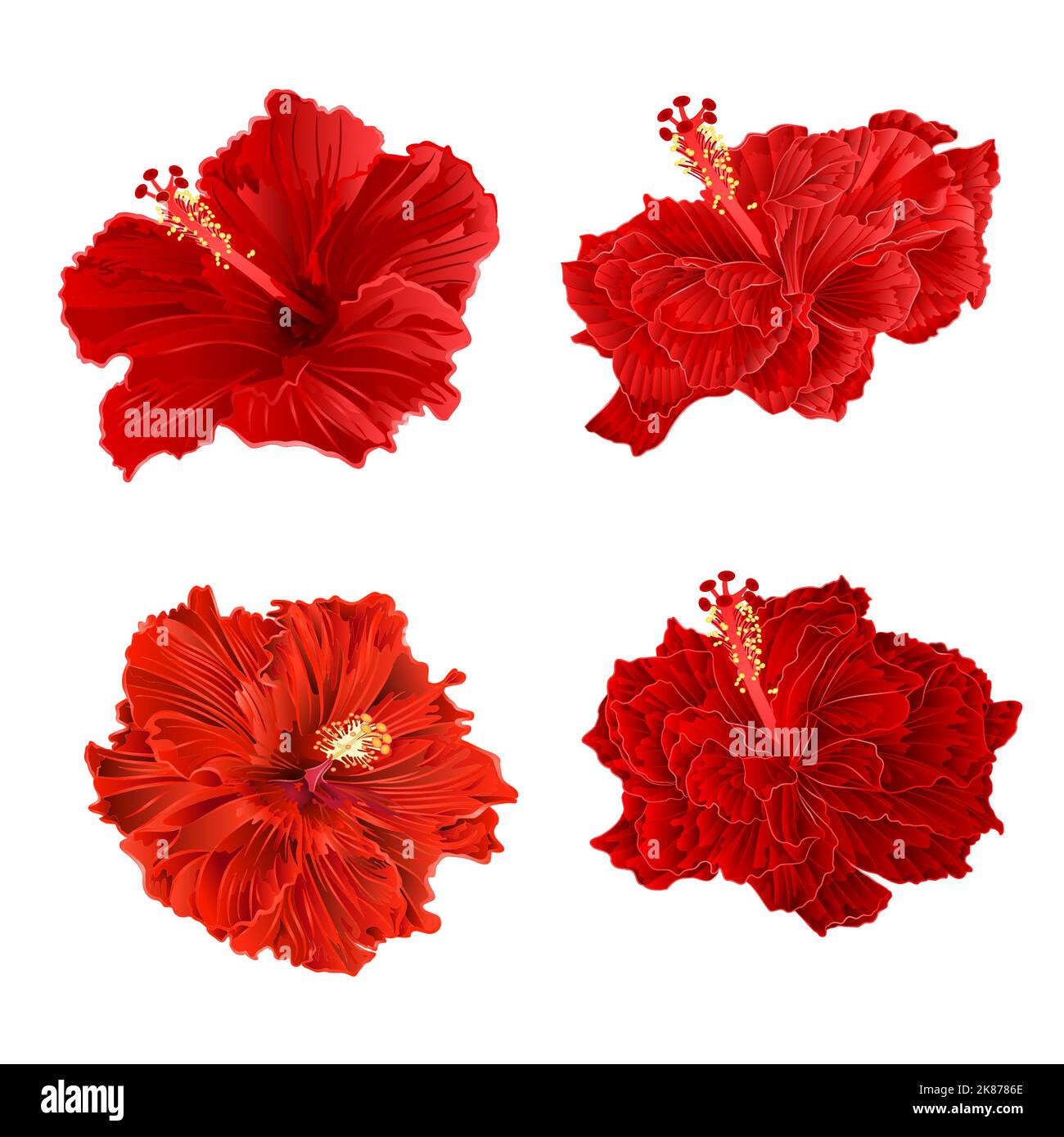 Red hibiscus corrugated tropical plant vintage hand draw set two ...