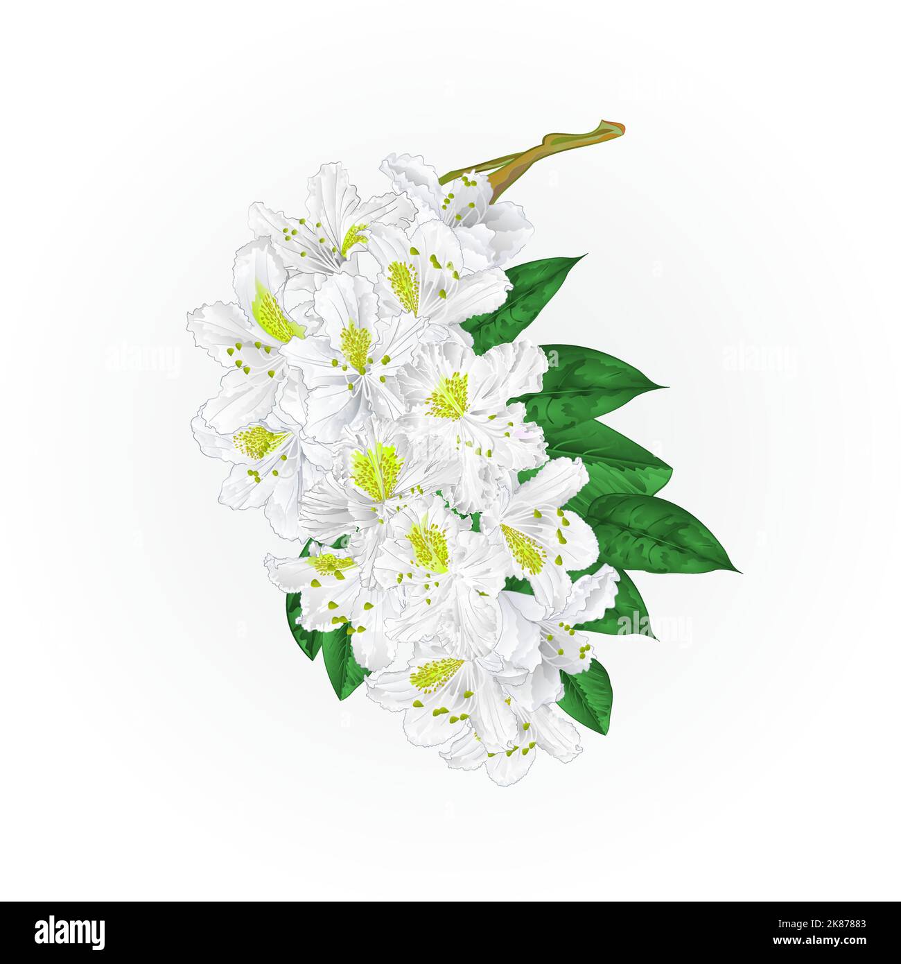 Branch White flowers rhododendron mountain shrub vintage hand draw ...