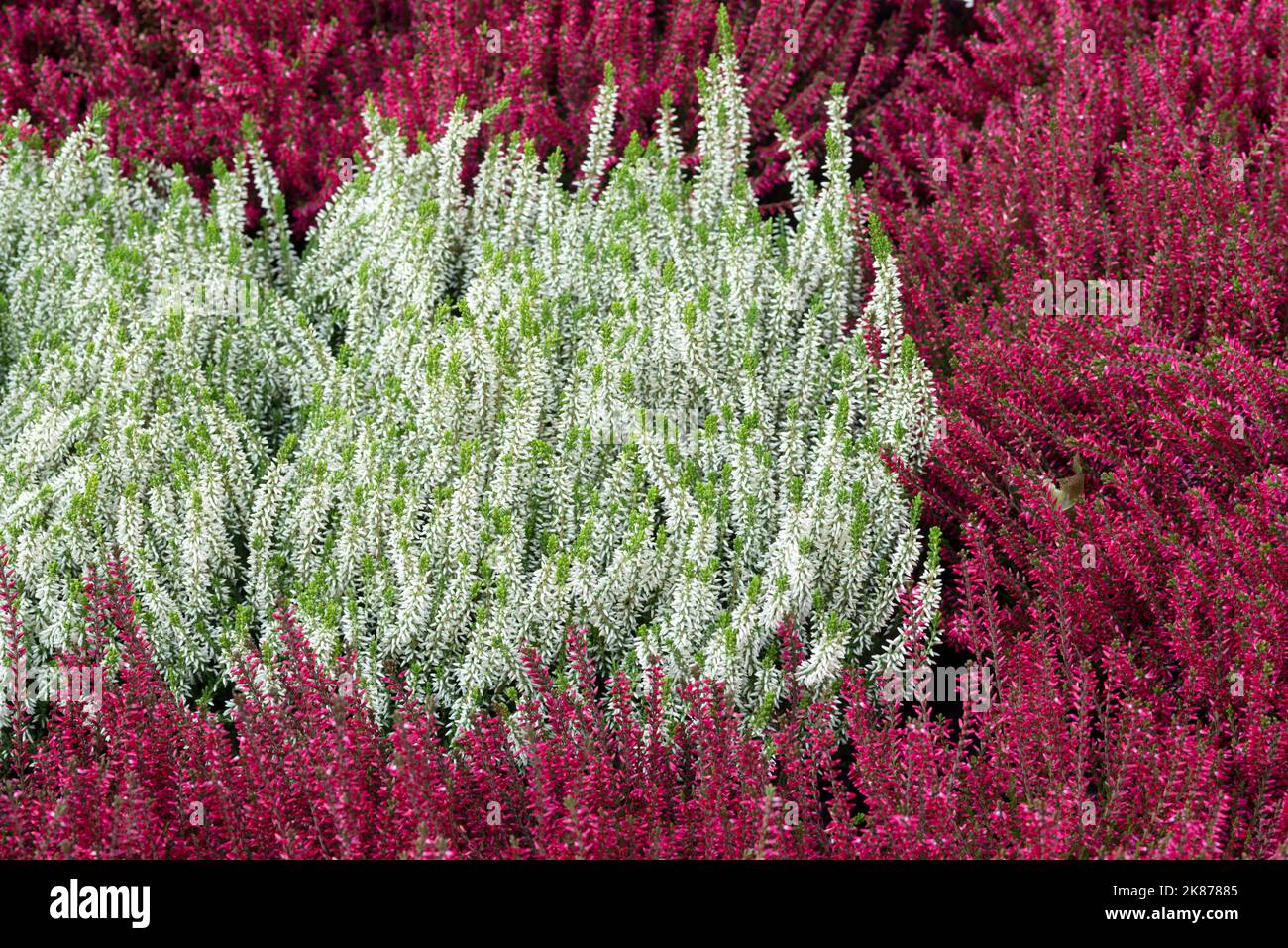 Erica ericaceae hi-res stock photography and images - Alamy