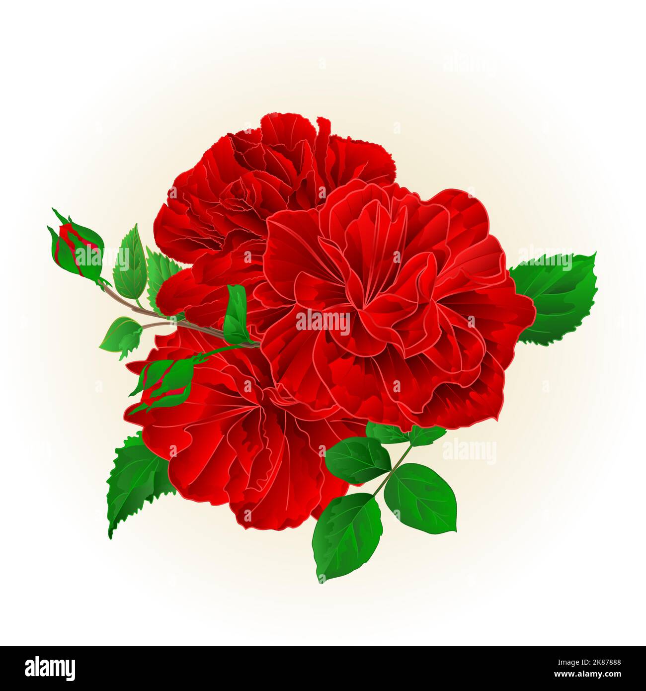 Bunch Three red roses with a bud vintage hand draw festive background ...