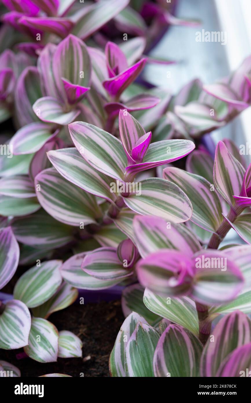 Purple wandering jew plants hi-res stock photography and images - Alamy