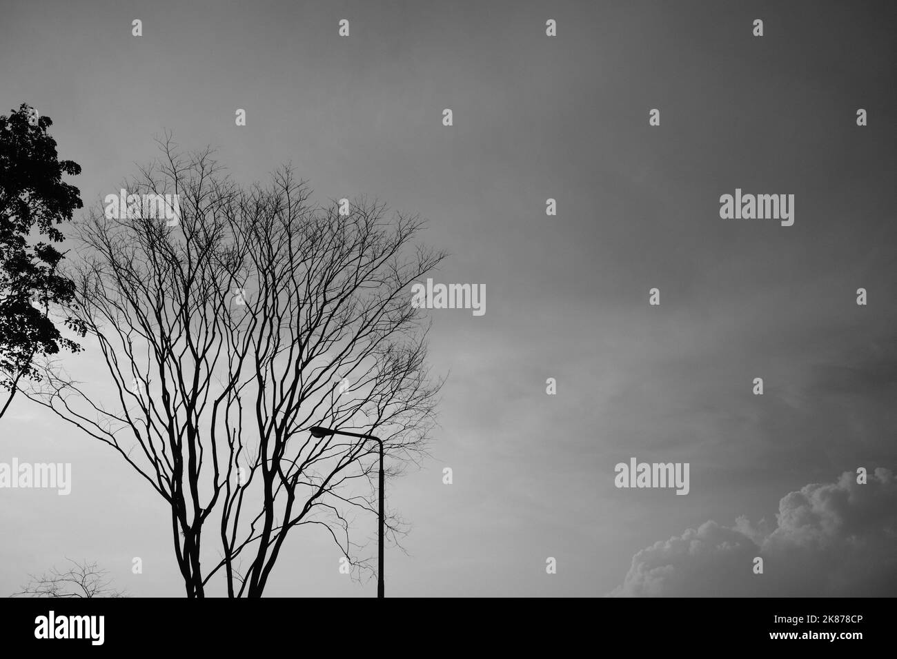 Monochrome photo, silhouette of a tree with fallen leaves in the ...