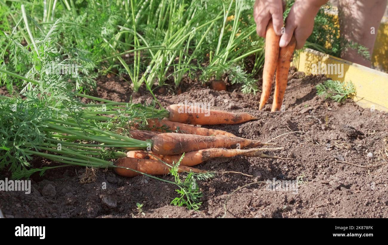 Female hands pull out fresh carrots from the soil. Hands of a woman ...