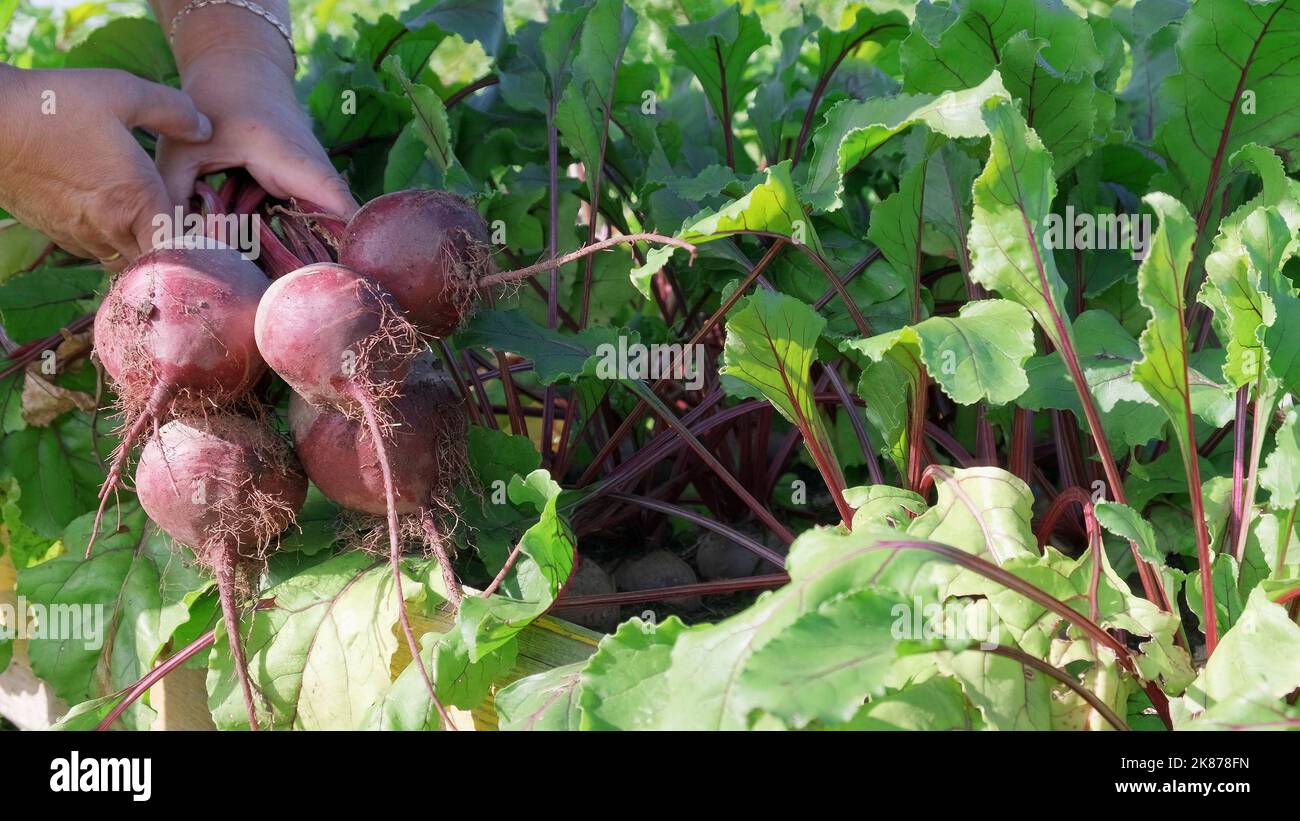 Female hands pull out fresh beets from the soil. Hands of a woman ...