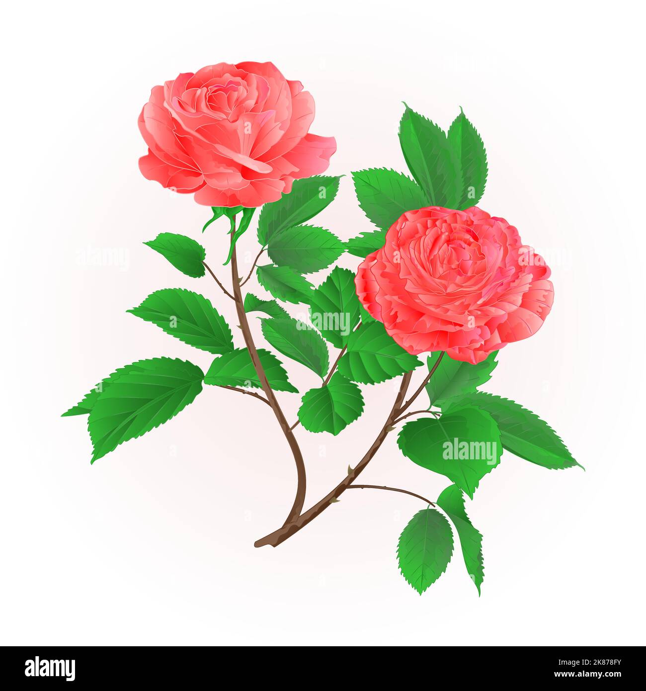 Roses flower pink twig with leaves nature background vintage hand draw ...