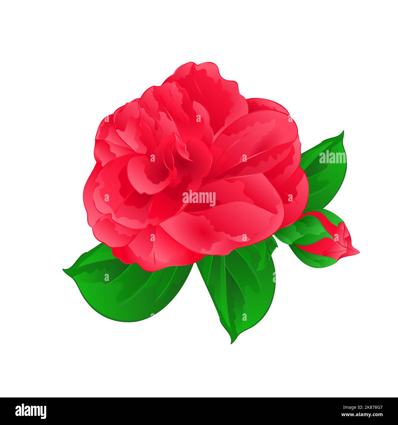 Camellia Japonica Flower with bud vintage hand draw vector illustration ...