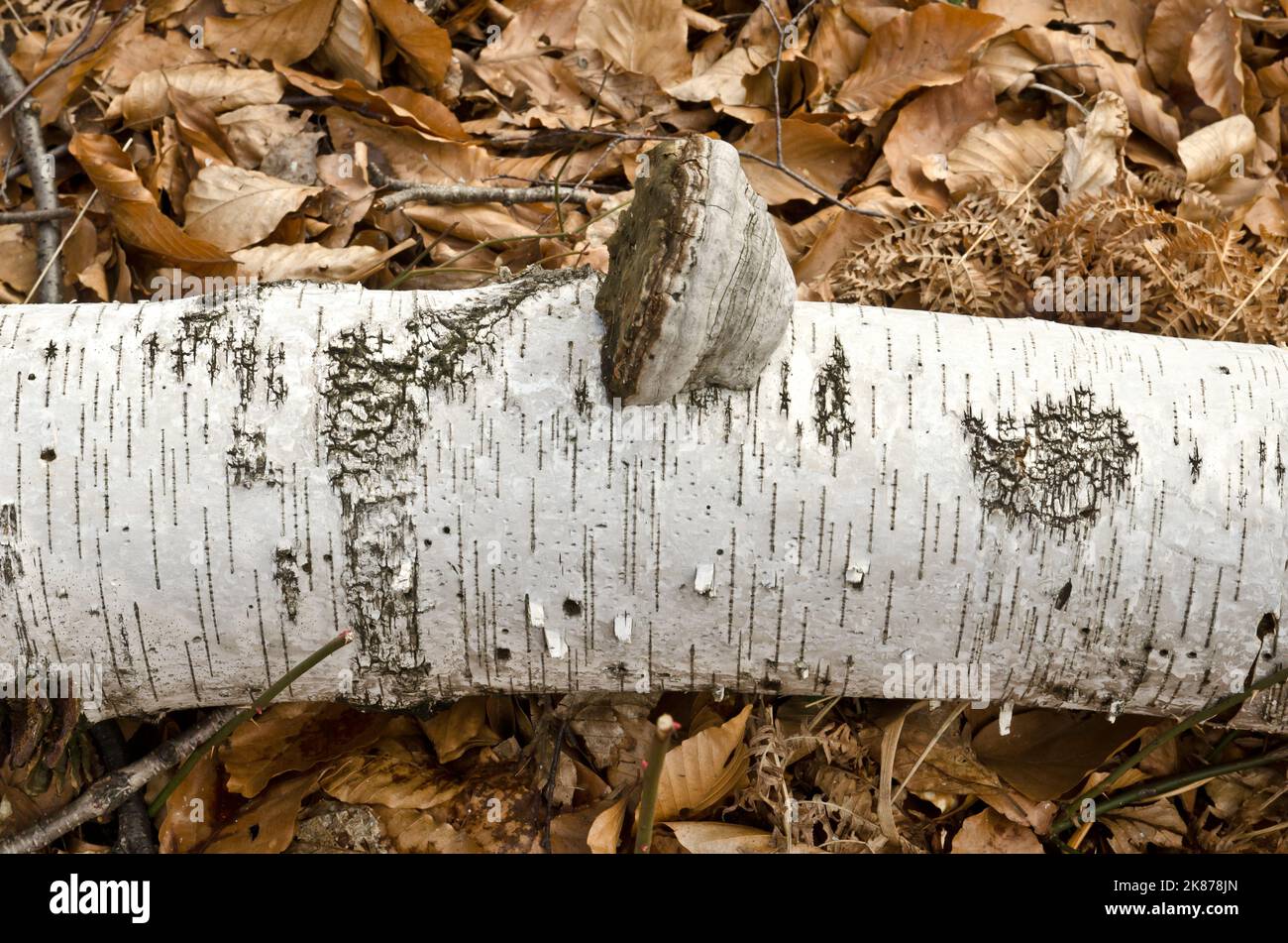 Birch branch hi-res stock photography and images - Alamy