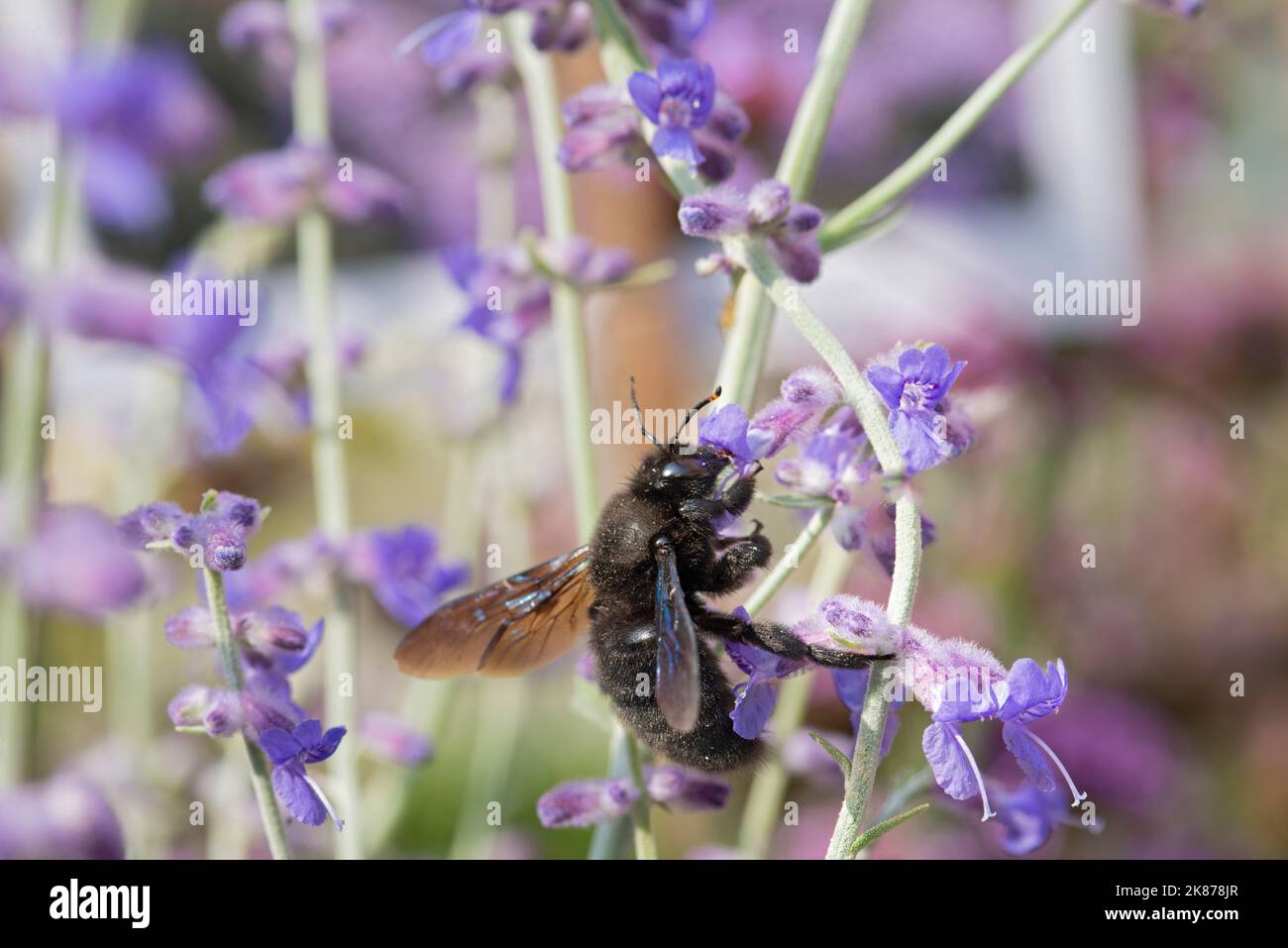 Violet Carpenter Bee Gathering Pollen on Perovskia Blue Spire Stock ...