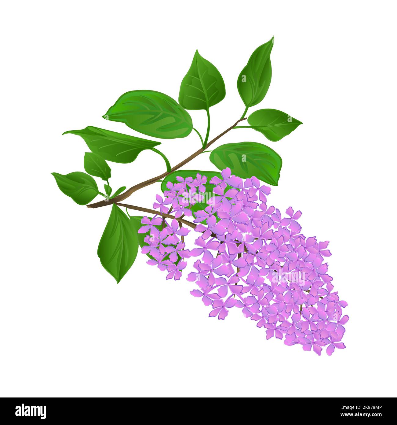 Lilac twig with flowers and leaves vintage hand draw natural background ...
