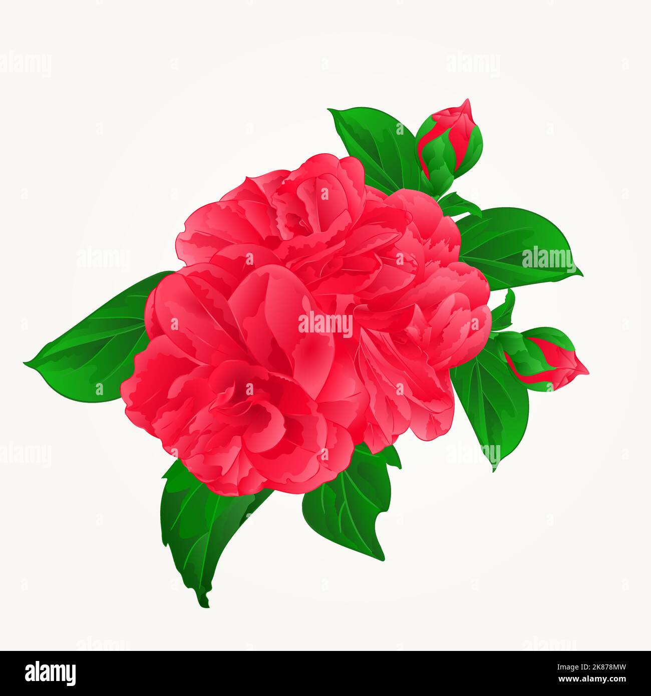 Camellia Vector
