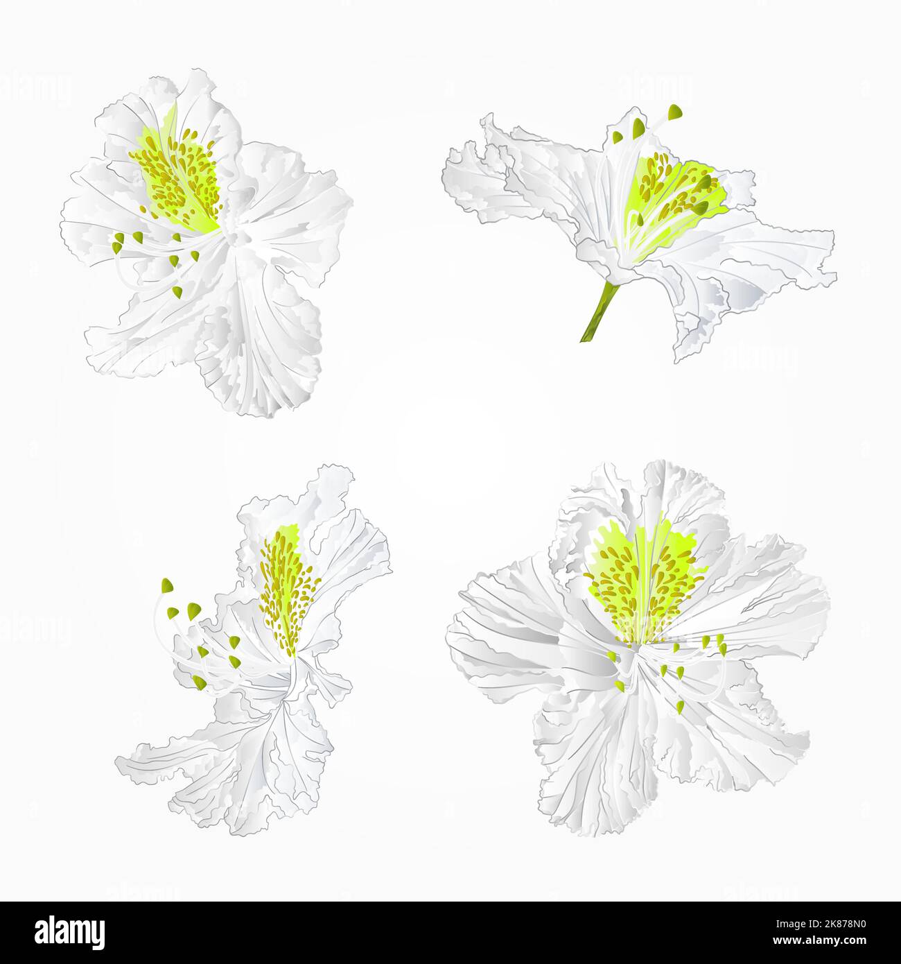 Blossoms white rhododendrons red set two mountain shrub vintage hand ... Blossoms white rhododendrons red set two mountain shrub vintage hand ...