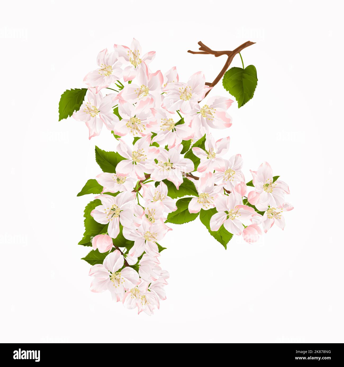 Spring Backgrounds Vector