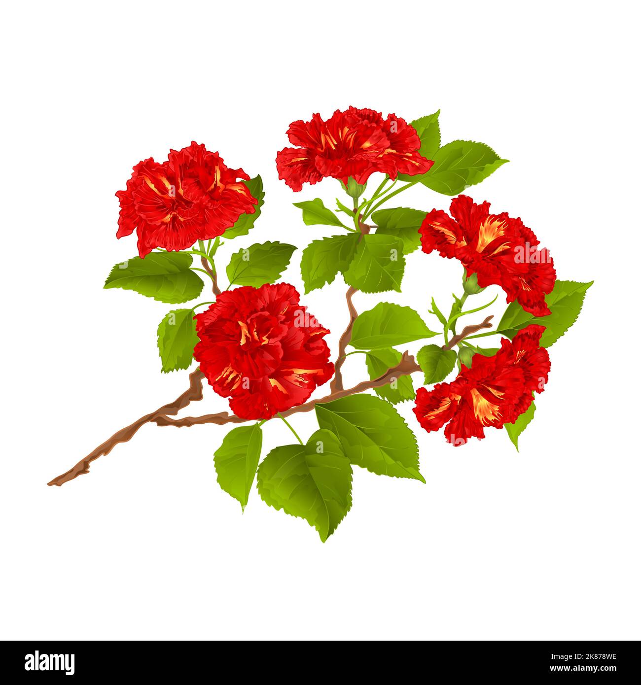 Branch red hibiscus tropical flowers on a white background vintage hand ...